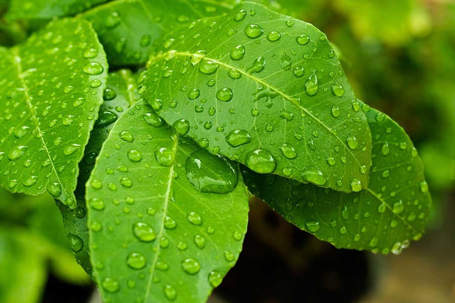 Orion AgriScience is a leading supplier of crop protection and animal ...