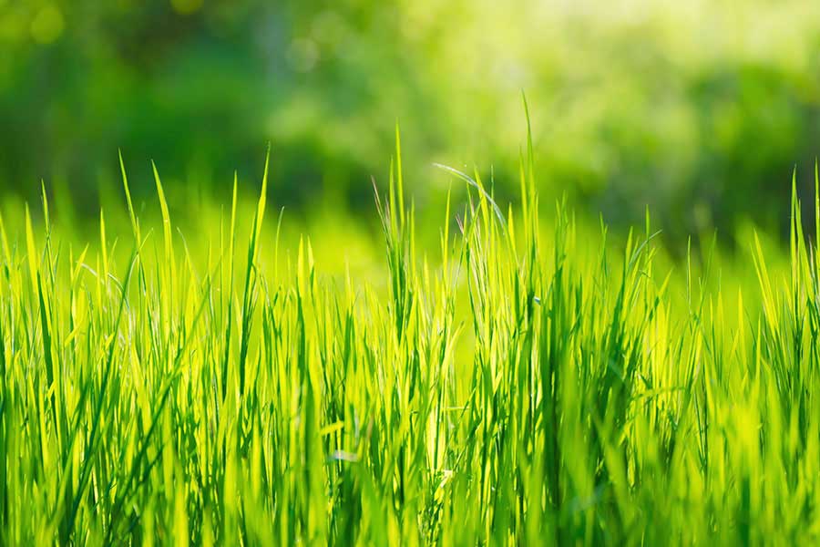 Orion AgriScience is a leading supplier of crop protection and animal ...